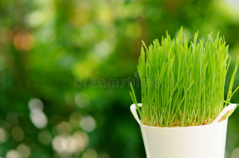 Wheat grass stock image. Image of minerals, vibrant, grow - 42226103