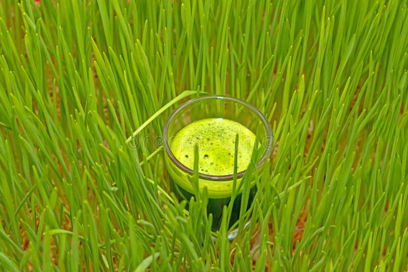 Wheat grass glass shot stock photo. Image of detox, antioxidant - 344387290
