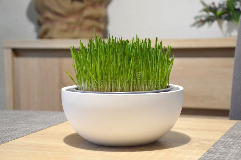Wheat grass growing in pot stock image. Image of seasonal - 261464083