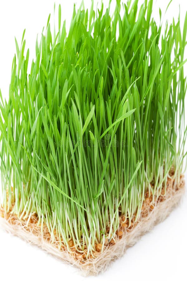 Wheat grass stock photo. Image of diet, healthy, growing - 35689854