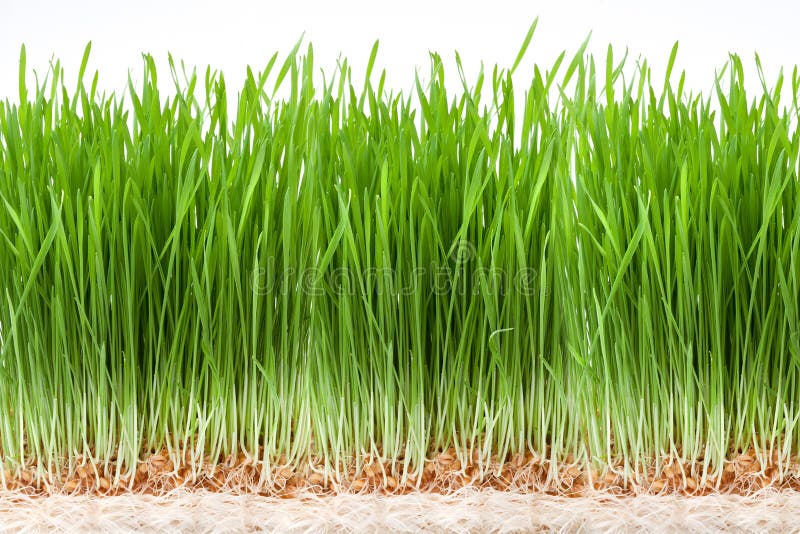 Wheat grass juice stock image. Image of detox, germ, food - 39686497