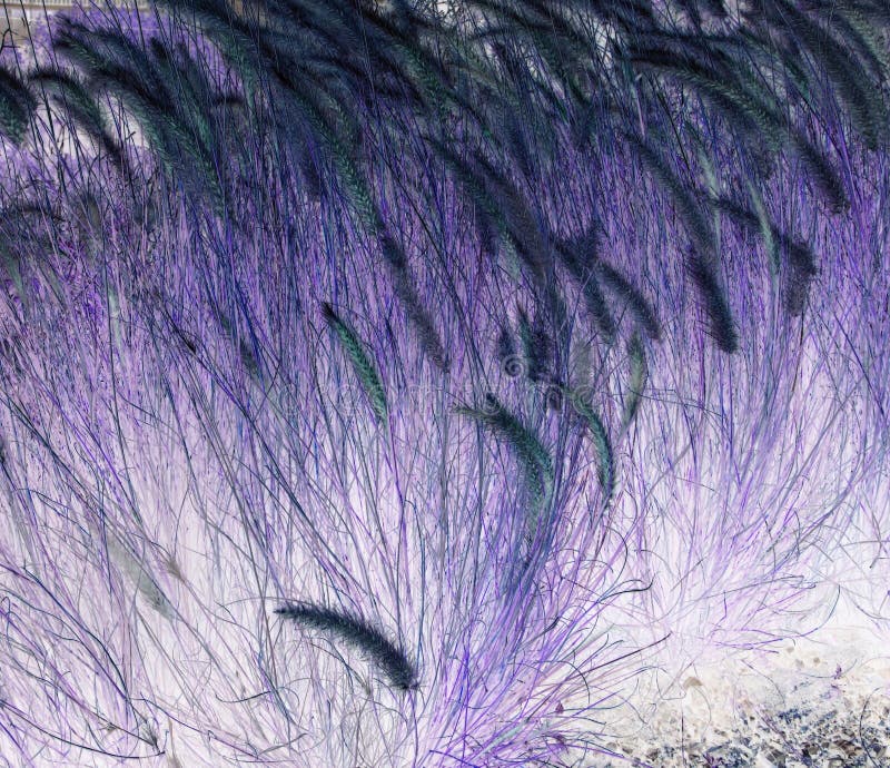 Wheat Grass Tinted Purple stock image. Image of colour - 187411947