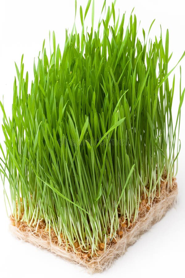 Wheat grass stock photo. Image of grow, lifestyle, longevity - 35689870