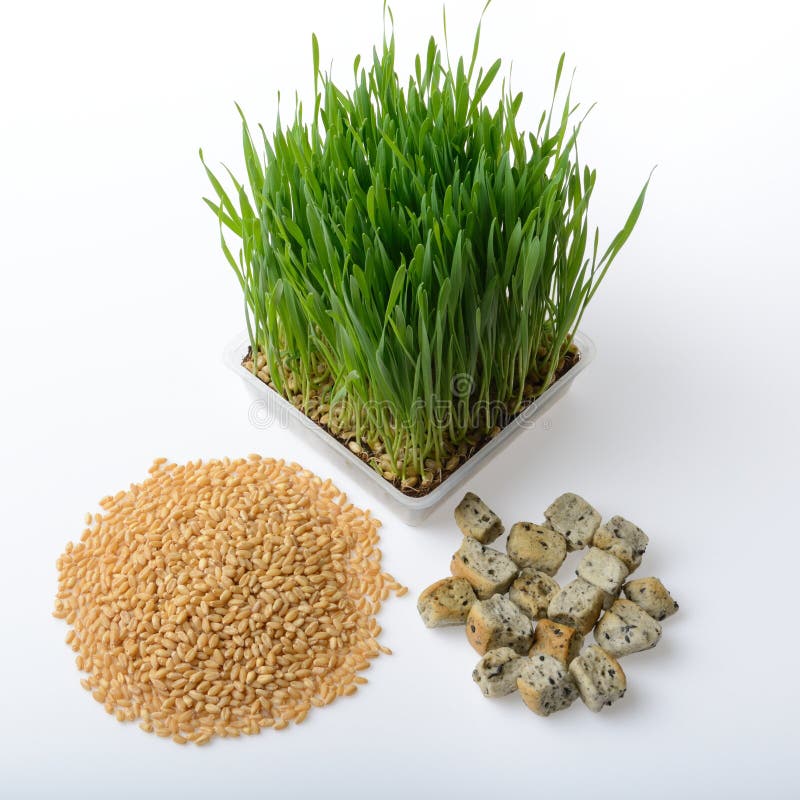 Wheat Grass,whole Wheat Bread and Wheat Grains Stock Photo - Image of ...