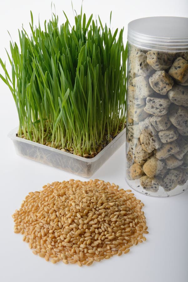 Wheat Grass,whole Wheat Bread and Wheat Grains Stock Photo - Image of ...