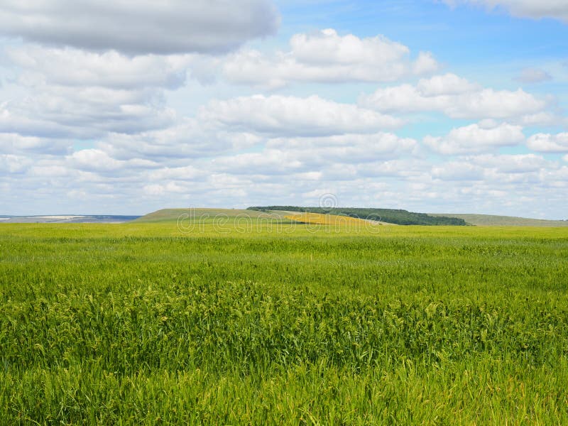 Wheat Green Field and Beautiful Countryside Scener Stock Photo - Image ...