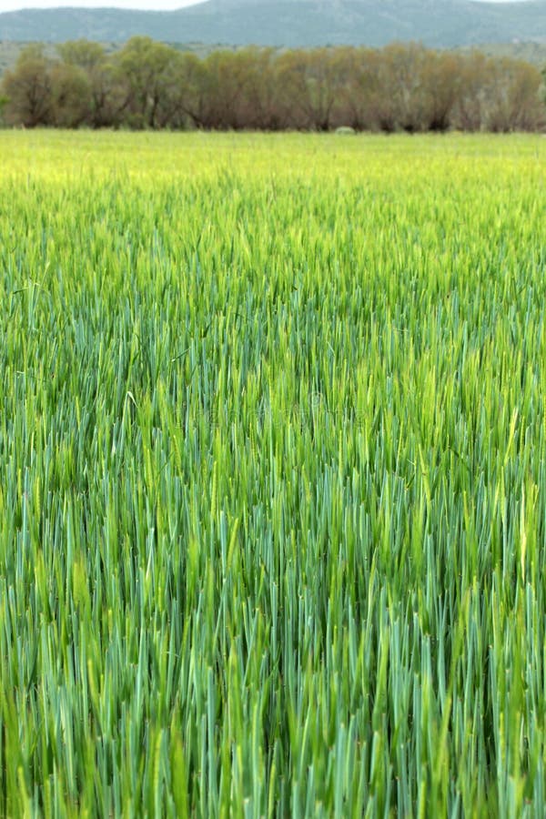 Wheat stock image. Image of food, nonurban, environmental - 188790521