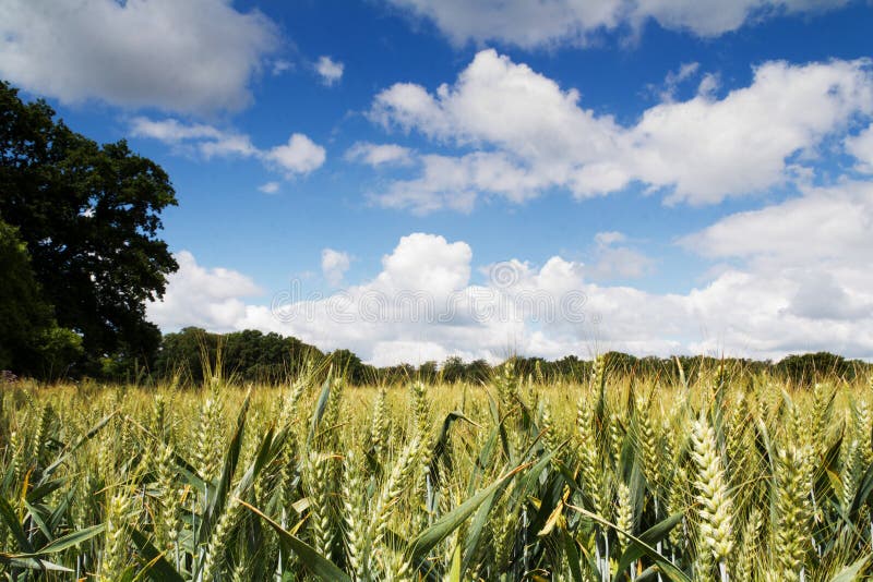 Wheat Growing in a Field in the Chilterns Stock Image - Image of ...