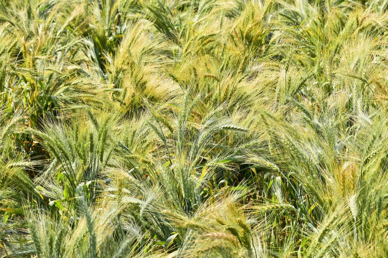 Wheat Growing in a Wheat Field, Wheat Growing in S Good Way is Going on ...