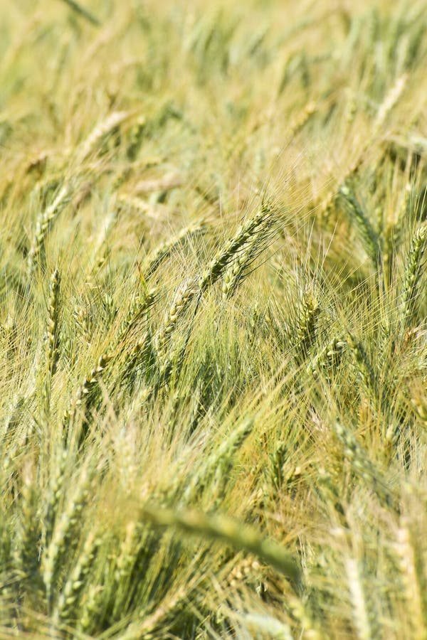 Wheat Growing in a Wheat Field, Wheat Growing in S Good Way is Going on ...