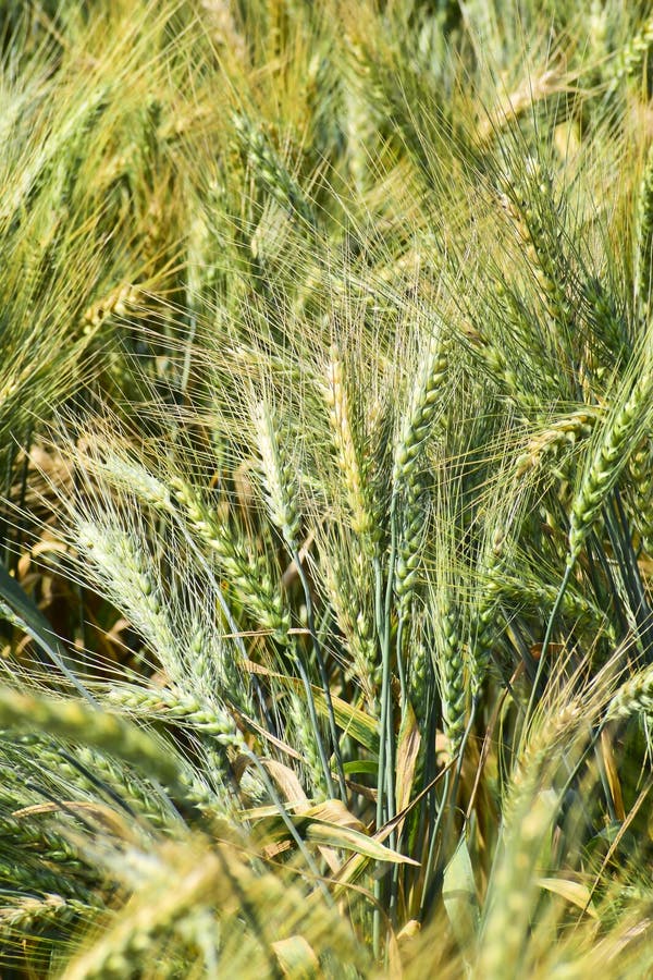 Wheat Growing in a Wheat Field, Wheat Growing in S Good Way is Going on ...