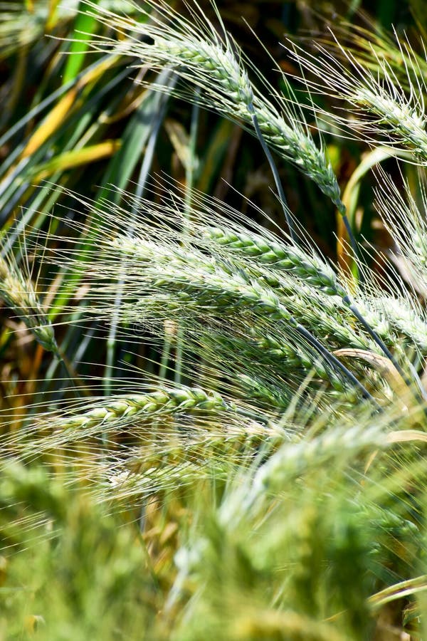 Wheat Growing in a Wheat Field, Wheat Growing in S Good Way is Going on ...