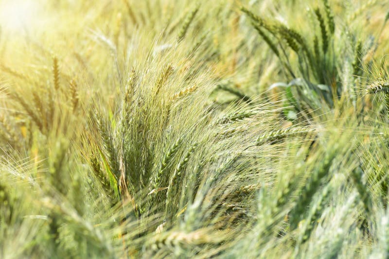 Wheat Growing in a Wheat Field, Wheat Growing in S Good Way is Going on ...
