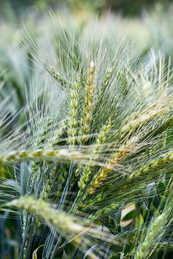 Wheat Growing in a Wheat Field, Wheat Growing in S Good Way is Going on ...