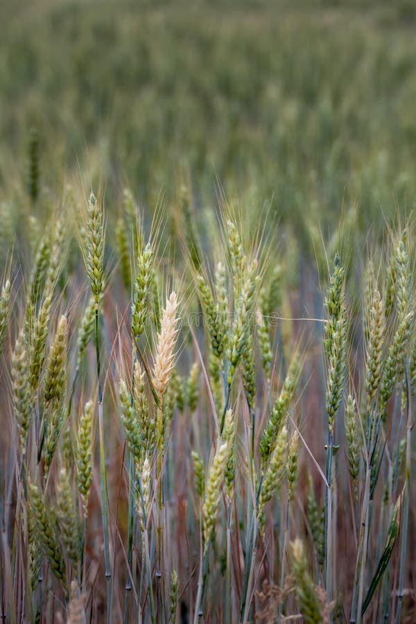 Wheat growing in a field stock image. Image of spring - 252596229