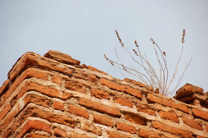 Wheat Growing on Red Bricks Stock Image - Image of blocks, grunge: 60627421