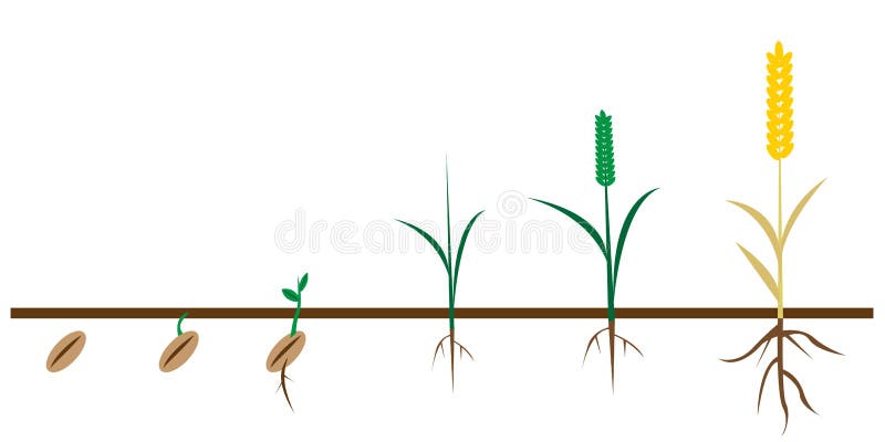 Wheat Growth Stages from Seed To Ripe Plant Infographic Elements ...