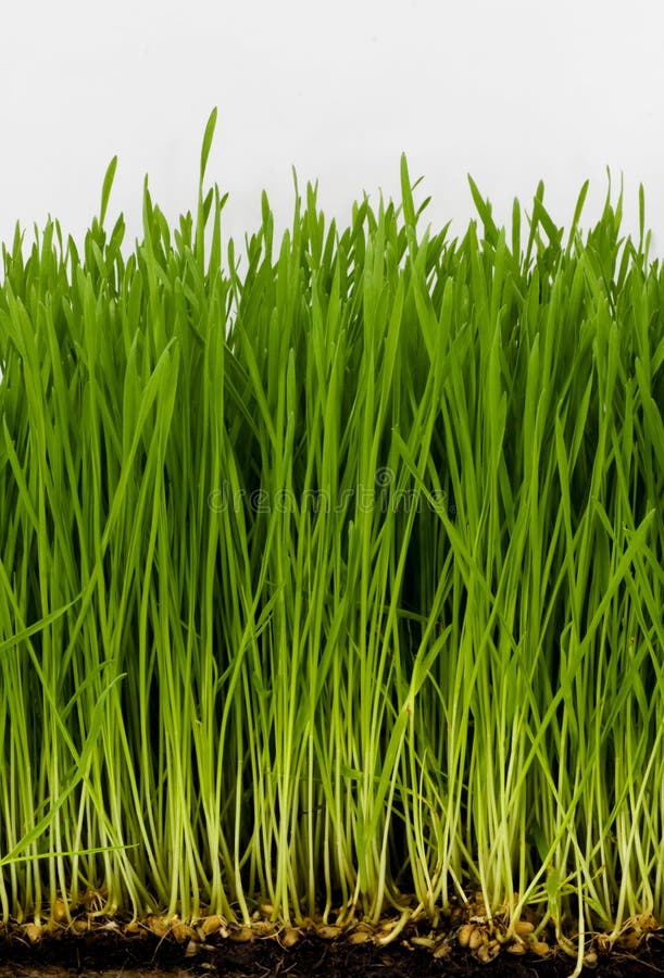 Wheat-grss stock image. Image of ecosystem, mother, lawnmower - 7155085