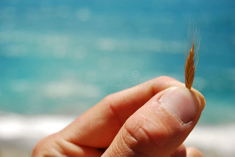 Wheat in hand stock image. Image of faith, supply, grain - 15414525