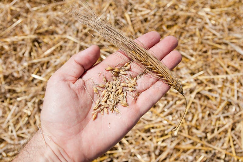 Wheat in hand stock photo. Image of gold, grain, field - 19542772