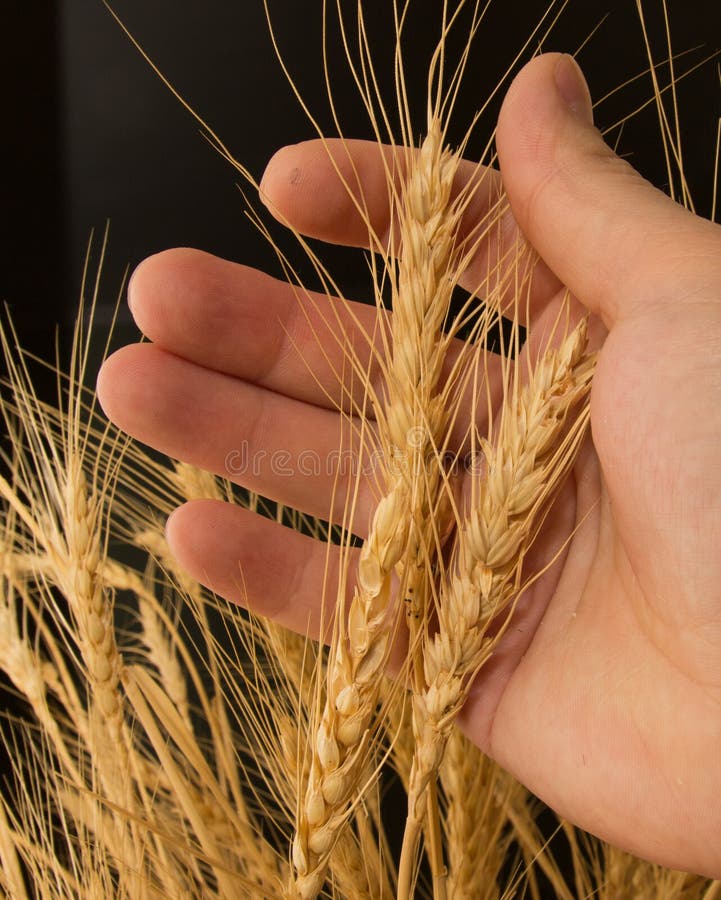 Wheat in a hand stock image. Image of plant, wheat, yellow - 26551321