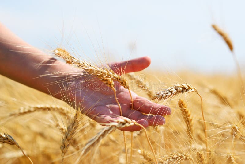 Wheat in hand stock image. Image of seed, wheat, country - 44735069