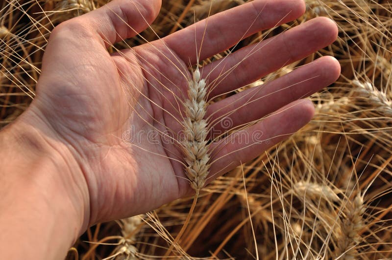 Wheat on a hand stock image. Image of summer, field, golden - 32715801
