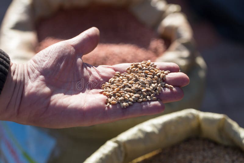 Wheat in hand stock image. Image of farm, crop, ripe - 106069759