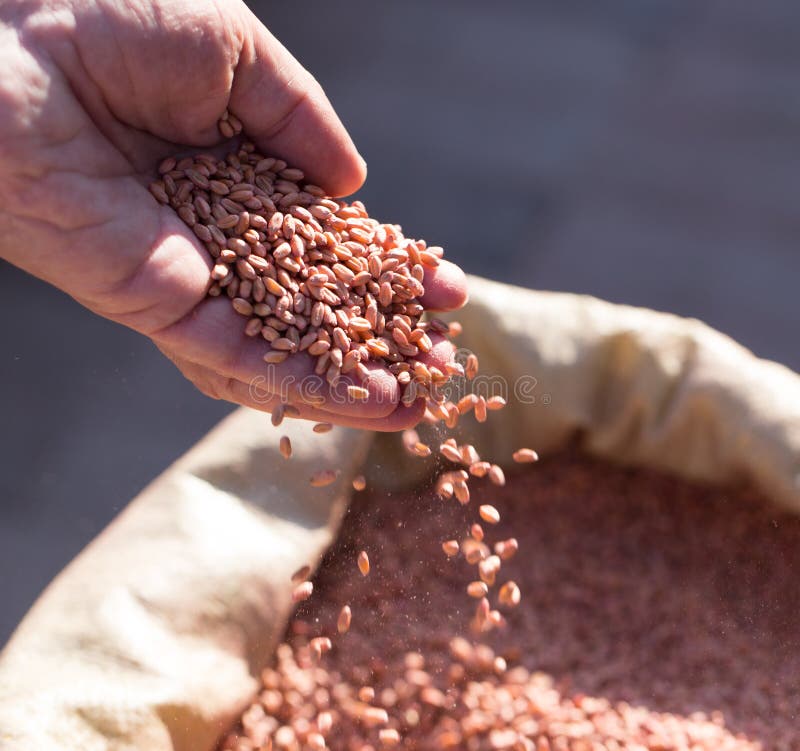 Wheat in hand stock photo. Image of autumn, food, farmer - 106209356