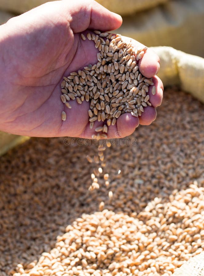 Wheat in hand stock photo. Image of yellow, grain, holding - 106327956