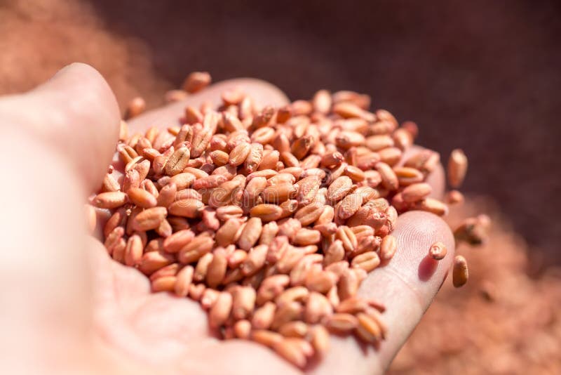 Wheat in hand stock photo. Image of holding, growth - 106595968