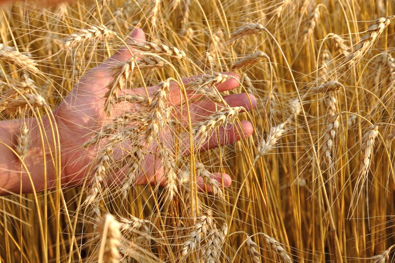 Wheat on a hand stock image. Image of seed, blue, summer - 33015509