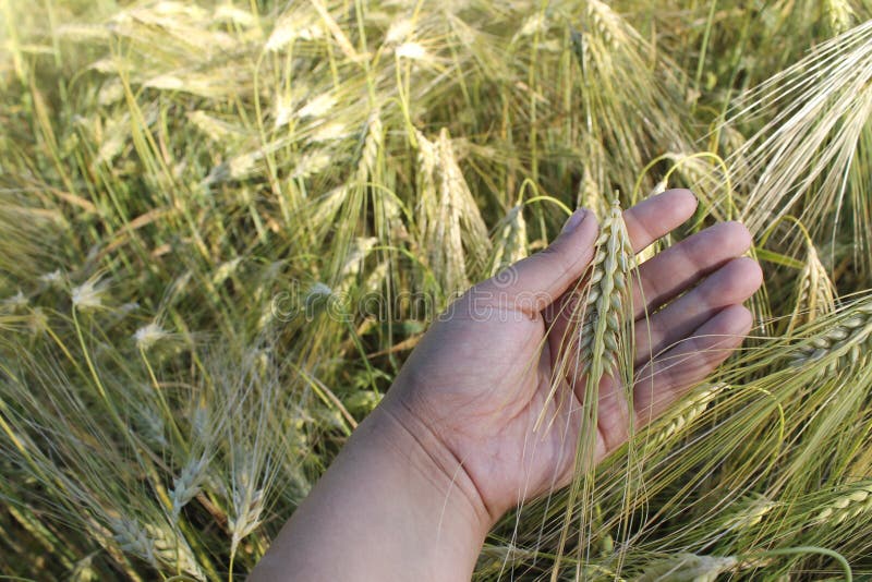 Wheat on hand stock photo. Image of gluten, crop, farmer - 58097454