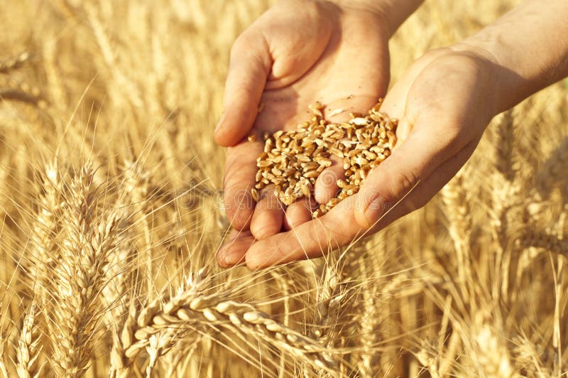 Wheat in hands stock photo. Image of barley, harvesting - 25716936