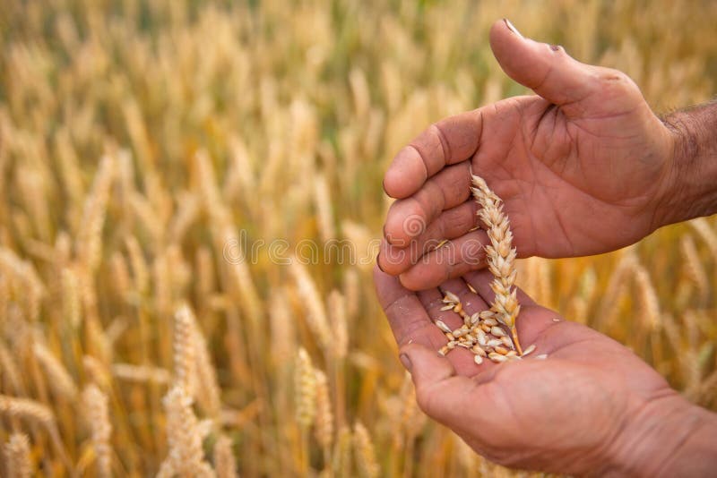 Wheat in hands stock image. Image of core, crop, season - 33121627