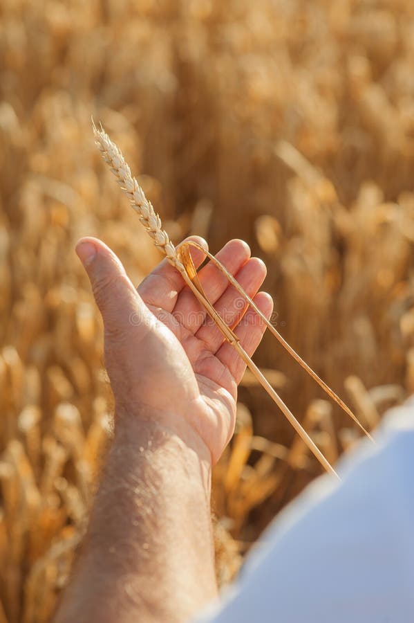 Wheat in hands stock photo. Image of barley, harvesting - 25716936