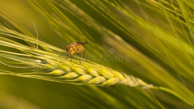Wheat insect stock image. Image of harvest, farm, agriculture - 31089793