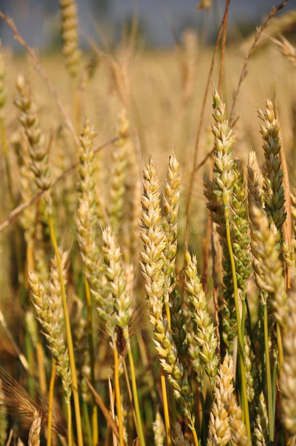 Wheat harvest stock image. Image of corn, agricultural - 24057189