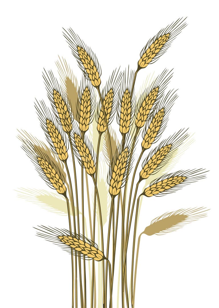 Traditional Wheat Harvest Stock Illustrations – 10,572 Traditional ...