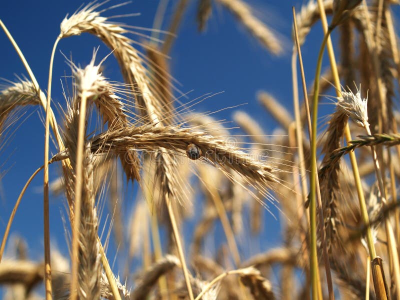 Wheat stock image. Image of health, farming, natural, fresh - 5028421