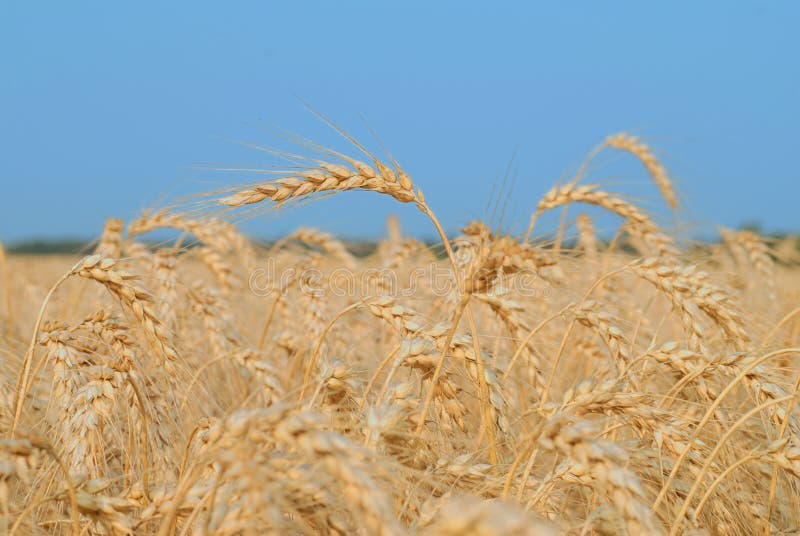 Wheat Field Harvest stock photo. Image of bread, golden - 15537614