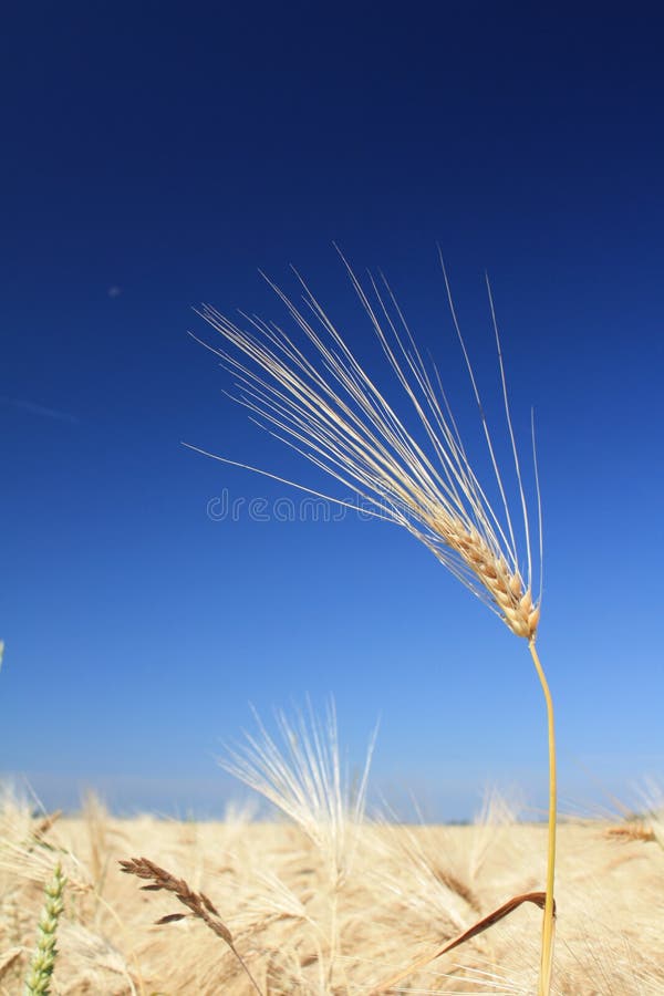 Wheat before Harvest - Close Up Stock Photo - Image of harvest, golden ...