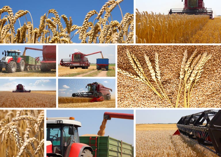 Seed Production Collage Stock Photos - Free & Royalty-Free Stock Photos ...