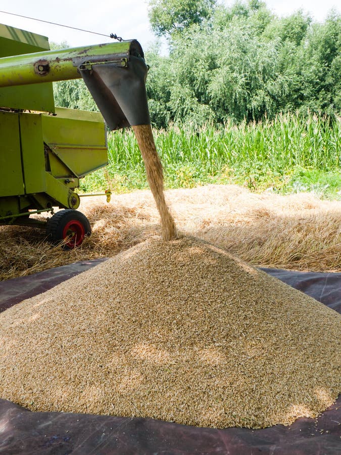 Wheat harvest stock photo. Image of farming, corn, collected - 58758898