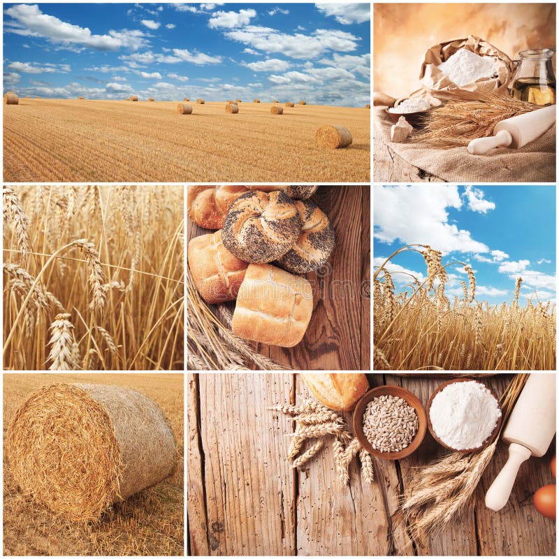 Agriculture collage stock image. Image of harvest, barley - 21047841