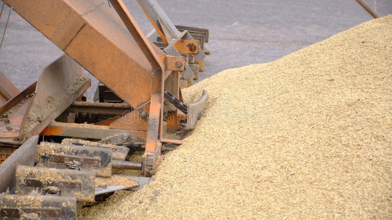 Wheat, after Harvest. Whole Grain for Flour Products. Automatic Food ...