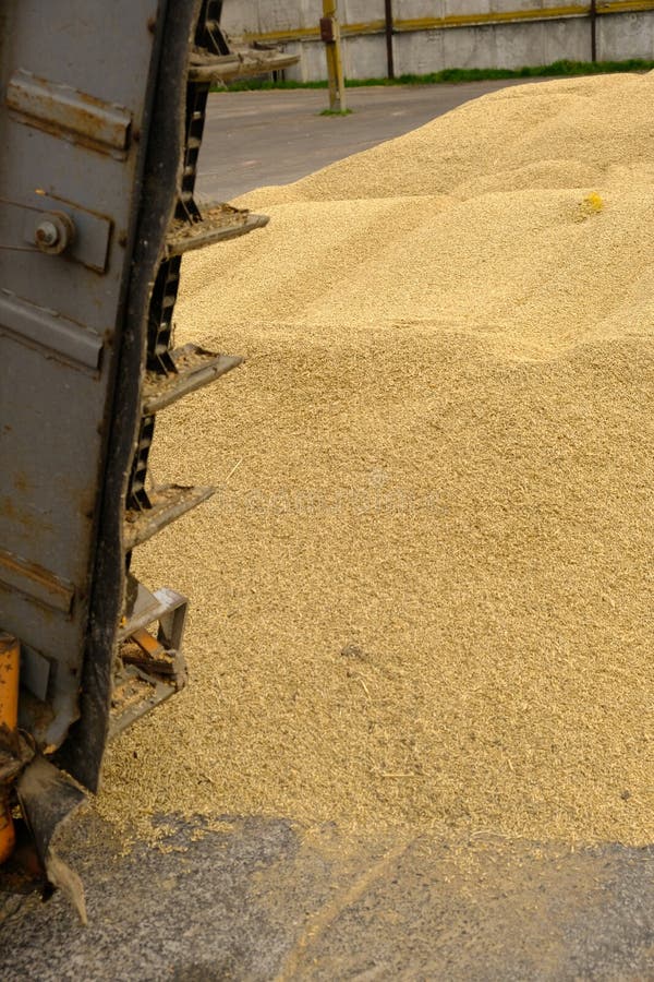 Wheat, after Harvest. Whole Grain for Flour Products. Automatic Food ...