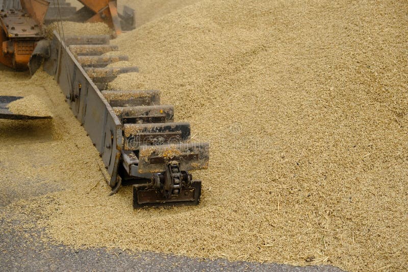 Wheat, after Harvest. Whole Grain for Flour Products. Automatic Food ...