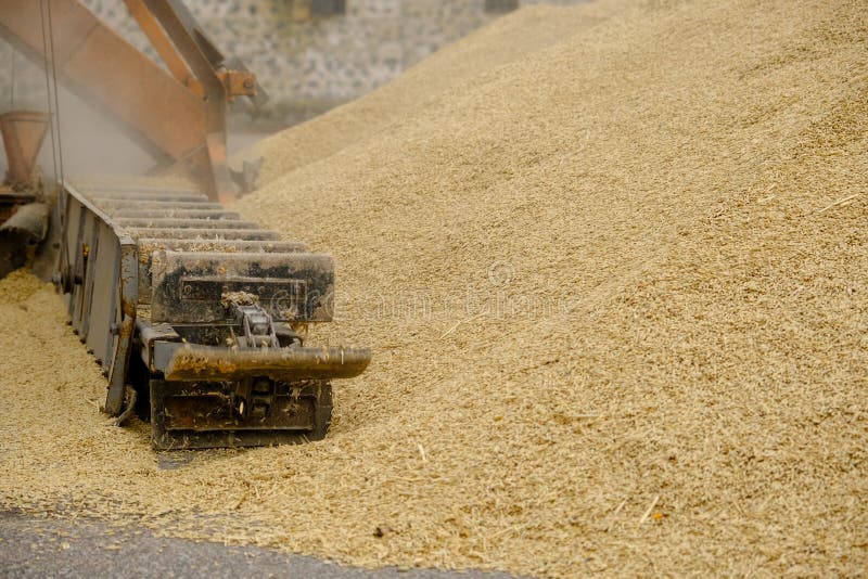 Wheat, after Harvest. Whole Grain for Flour Products. Automatic Food ...