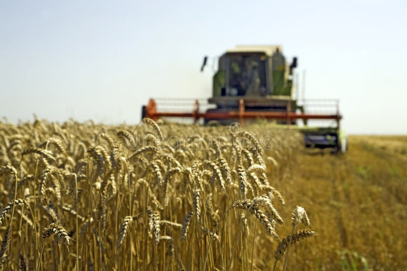 Wheat harvesting stock image. Image of europe, seed, combine - 20316607